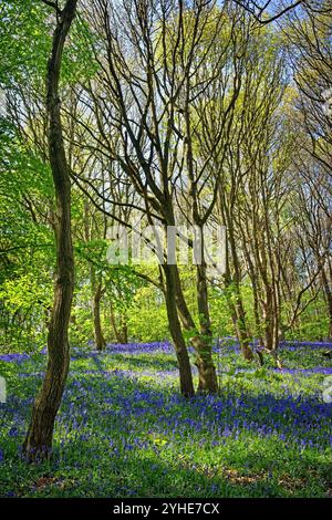 UK,South Yorkshire,Sheffield,Woolley Wood Bluebells Stock Photo - Alamy