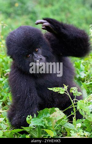 Gorilla trekking in Rwanda, Eastern gorilla or Gorilla beringei young ...