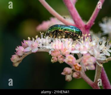 Rose chafer bug (Cetoniinae) in a flower blossom Stock Photo - Alamy