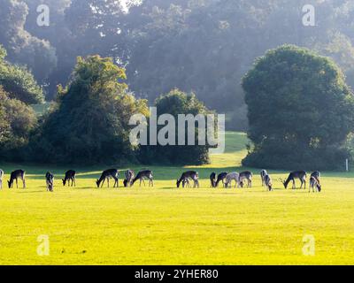 Wildlife animals in outdoors in Brijuni islands near Pula in Croatia ...