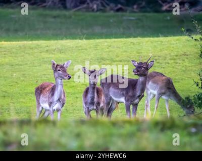 Wildlife animals in outdoors Brijuni islands near Pula in Croatia Stock ...