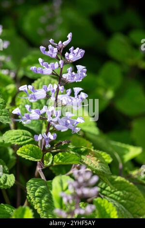 Close up of a Zulu spurflower (plectranthus zuluensis) in bloom Stock ...