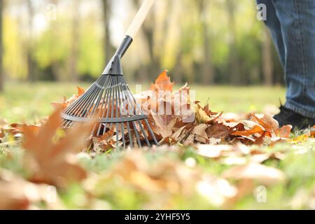 Man gathering fallen leaves with fan rake outdoors, closeup Stock Photo ...