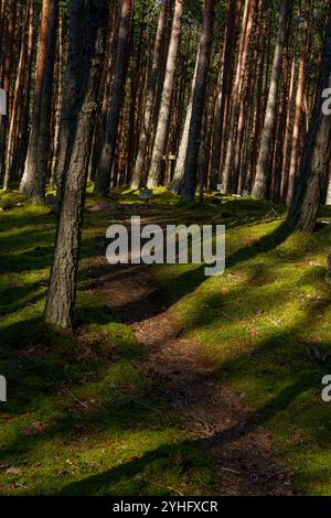 Natural woodland scene featuring a sunlit forest edge with blooming ...