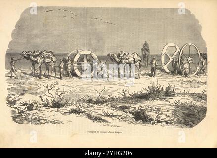 during the construction of the Suez Canal, camels pulling dredging ...