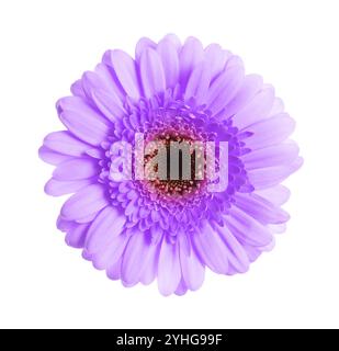 Beautiful violet gerbera flower on white background Stock Photo - Alamy