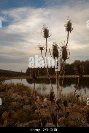 purple color flower grows near the rocks Stock Photo - Alamy