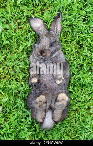 A wild fluffy flower lies on soft cozy plaid made of white fabric Stock ...