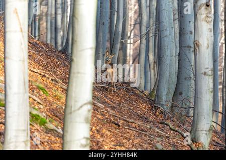Roe deer in a winter beech forest with smooth gray tree trunks in the ...
