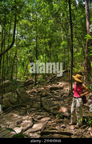 Tropical jungle in the monsoonal rainforest of Kakadu National Park ...