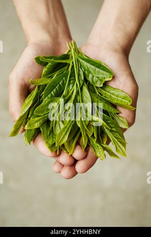 Hands holding Japanese Sencha Tea in clay pot Stock Photo - Alamy