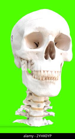 human skull and neck with green background Stock Photo - Alamy