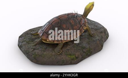 turtle climbing on a rock with white background Stock Photo - Alamy