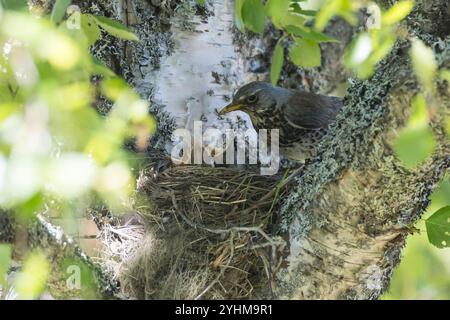Wacholderdrossel Fieldfare Turdus pilaris Stock Photo - Alamy