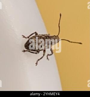 Peach Root Weevil (Pseudoedophrys hilleri Stock Photo - Alamy