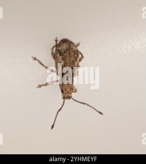 Peach Root Weevil (Pseudoedophrys hilleri Stock Photo - Alamy