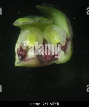 Polynesian Arrowroot (Tacca leontopetaloides Stock Photo - Alamy
