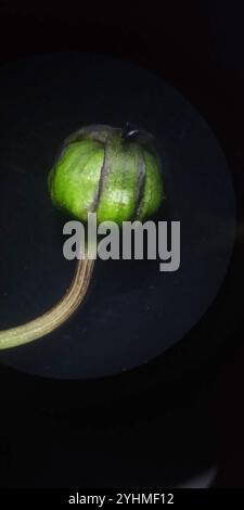 Polynesian Arrowroot (Tacca leontopetaloides Stock Photo - Alamy