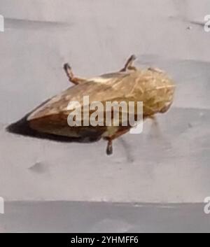 Alder Spittlebug (Aphrophora alni Stock Photo - Alamy