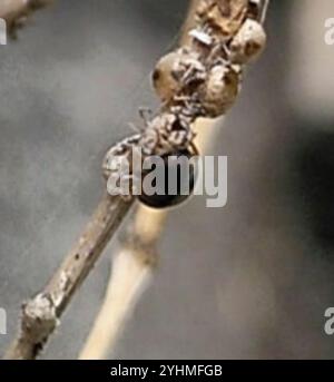Red-flanked Scymnus (Scymnus interruptus Stock Photo - Alamy