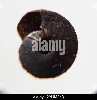 Flat Ram's-horn (Hippeutis complanatus Stock Photo - Alamy