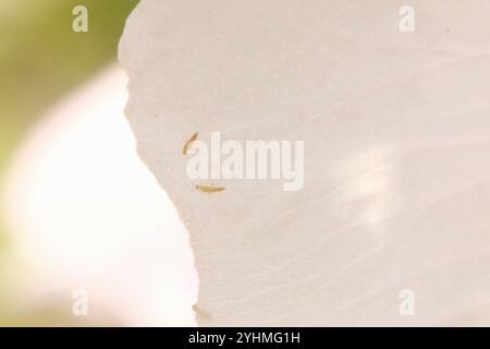 Common Thrips (Thripidae Stock Photo - Alamy