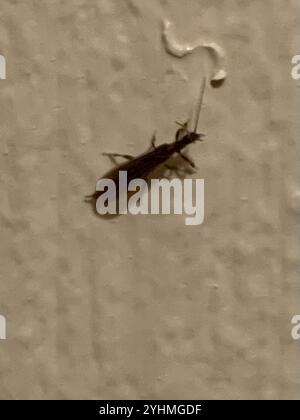 Black Webspinner (Oligotoma nigra Stock Photo - Alamy