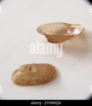 Lake Limpet (Acroloxus lacustris Stock Photo - Alamy