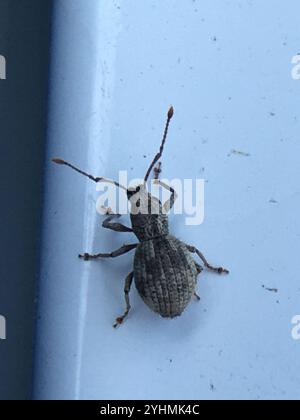 Imported Long-horned Weevil (Calomycterus setarius Stock Photo - Alamy