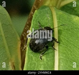 Western Grape Rootworm (Bromius obscurus Stock Photo - Alamy