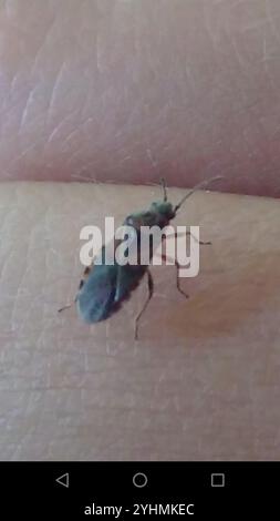 Elm Seed Bug (Arocatus melanocephalus Stock Photo - Alamy