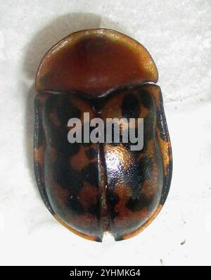 African Spotted Tortoise Beetle (Conchyloctenia punctata Stock Photo ...