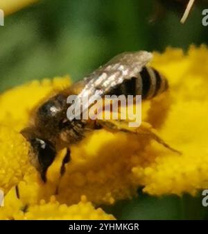 Cellophane Bees (Colletes Stock Photo - Alamy