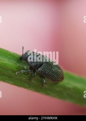 Stem Miner Weevil (Mecinus pyraster), Insecta, 82-400 Sztum, Polska ...