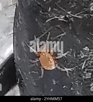 Carrion Beetle Mites (Poecilochirus Stock Photo - Alamy