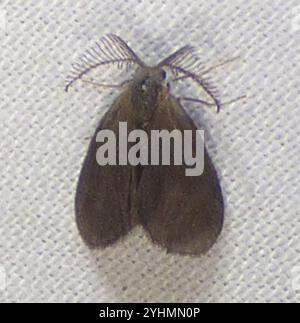 Glover's Bagworm Moth (Cryptothelea gloverii Stock Photo - Alamy