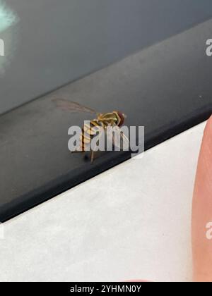 Maize Calligrapher (Toxomerus politus Stock Photo - Alamy