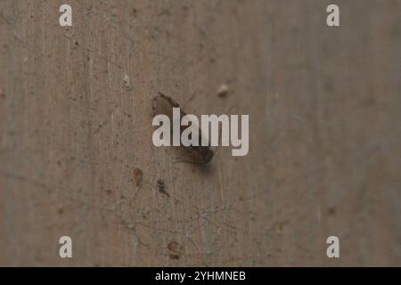 Peters' barklouse (Ectopsocus petersi Stock Photo - Alamy