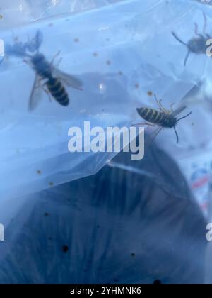 Alaska Yellowjacket (Vespula alascensis Stock Photo - Alamy