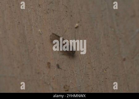 Peters' barklouse (Ectopsocus petersi Stock Photo - Alamy