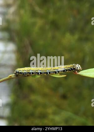Chain-dotted Geometer (Cingilia catenaria Stock Photo - Alamy