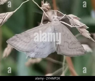 Pale Straw Pearl (Udea lutealis Stock Photo - Alamy