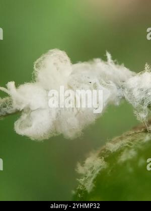 True Hoppers (Auchenorrhyncha Stock Photo - Alamy