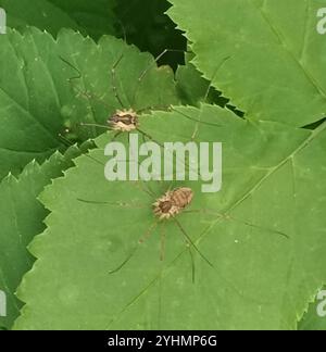 Saddleback Harvestman (Mitopus morio Stock Photo - Alamy