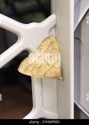 Wavy-lined Fan-foot (Zanclognatha jacchusalis Stock Photo - Alamy