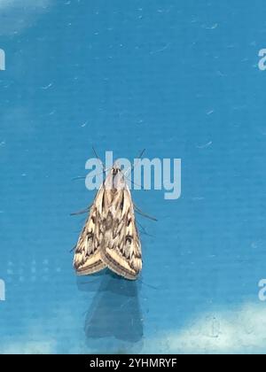Alfalfa Webworm Moth (Loxostege cereralis Stock Photo - Alamy
