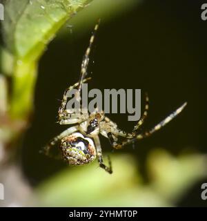 Cannibal Spiders (Mimetus Stock Photo - Alamy
