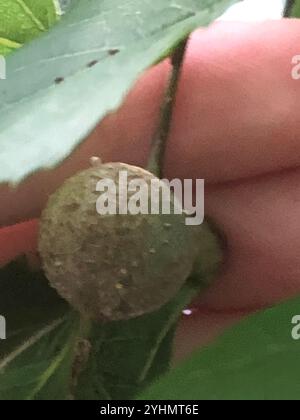 Hackberry Petiole Gall Psyllid (Pachypsylla venusta Stock Photo - Alamy
