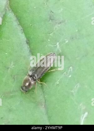 Basal Click Beetle (Limonius basilaris Stock Photo - Alamy