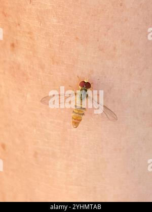 Maize Calligrapher (Toxomerus politus Stock Photo - Alamy